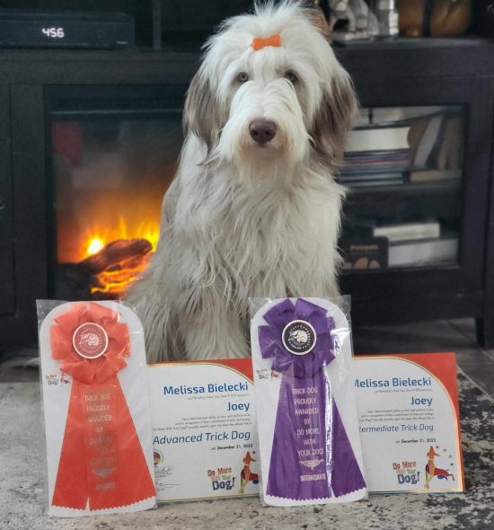 Trick Dog Titles – Do More With Your Dog!