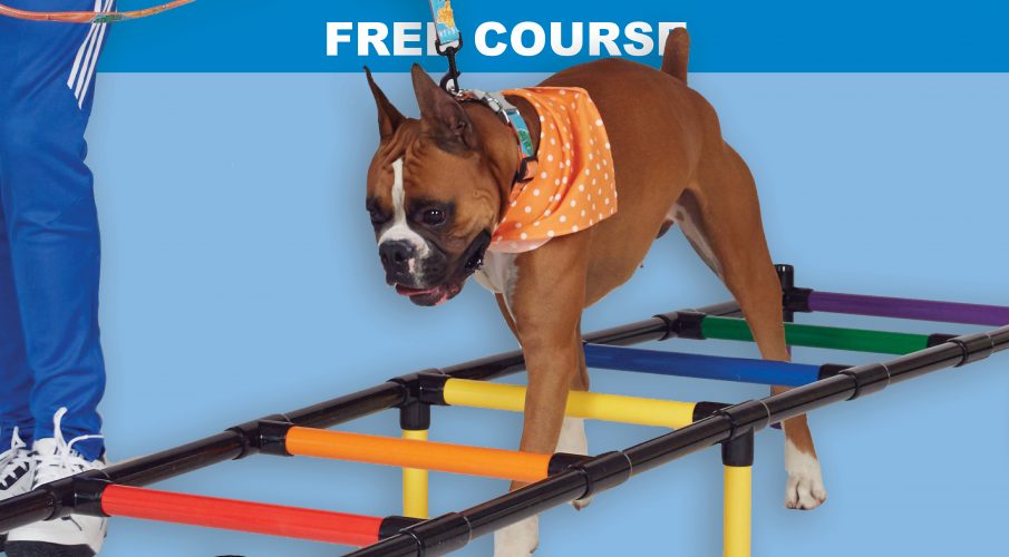 🆓 20 Uses for Rainbow Ladder and Magic Square – Do More With Your Dog!