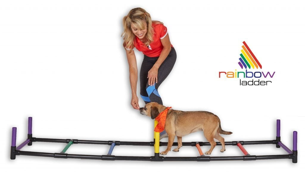 Rainbow Ladder 🌈 – Do More With Your Dog!