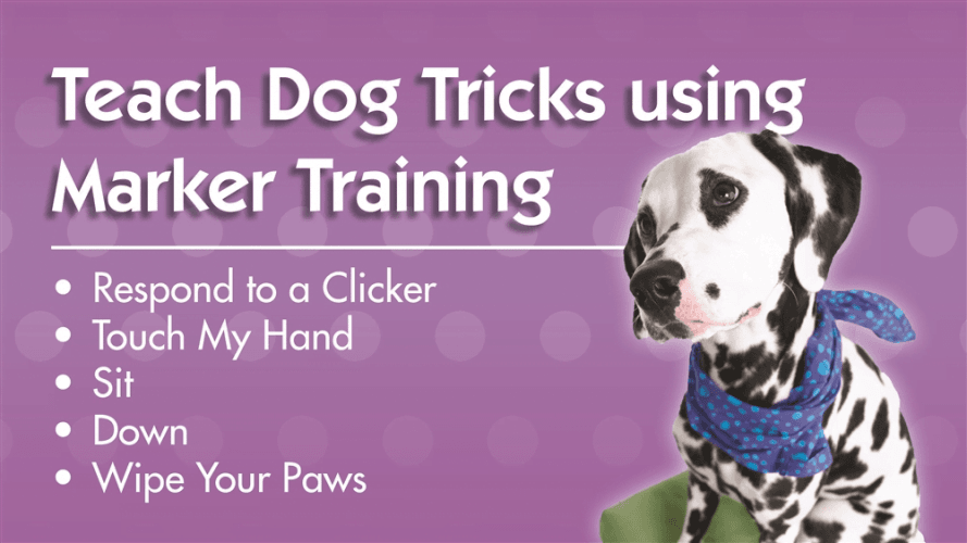 Teach Dog Tricks Using Marker Training – Do More With Your Dog!