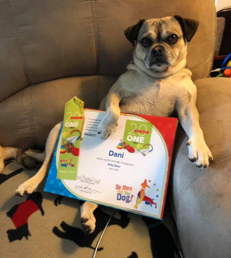 20 Dog Tricks: One Prop – Do More With Your Dog!