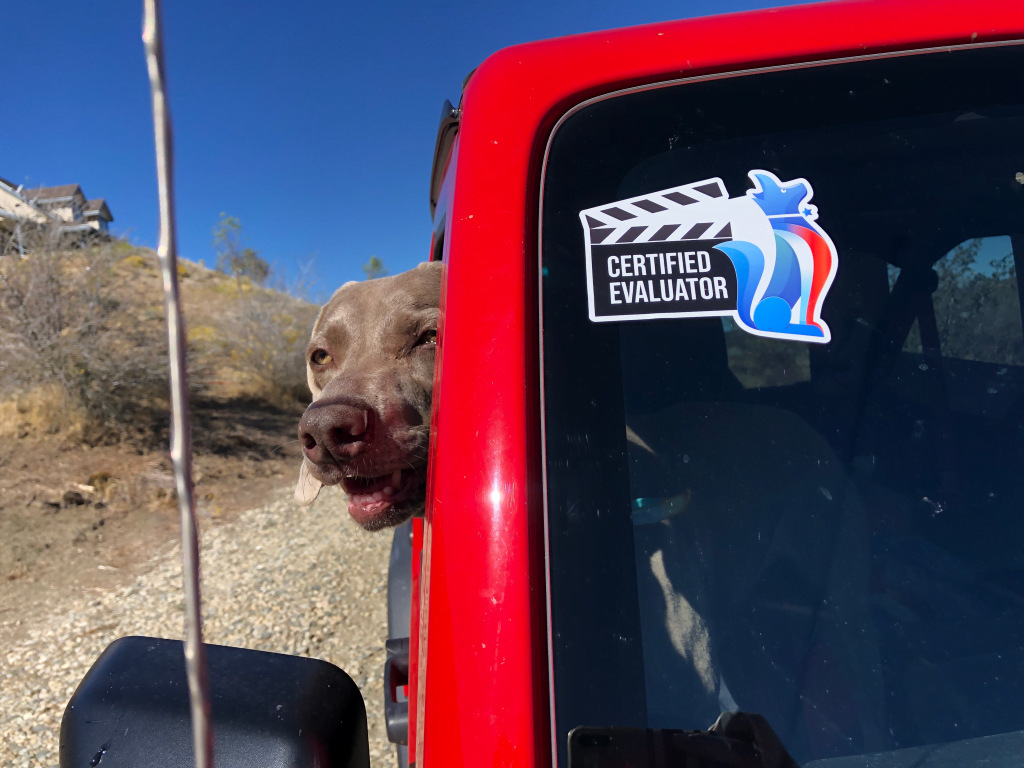 Animal Actors Certified Evaluator (AACE) Cling-Sticker – Do More With ...