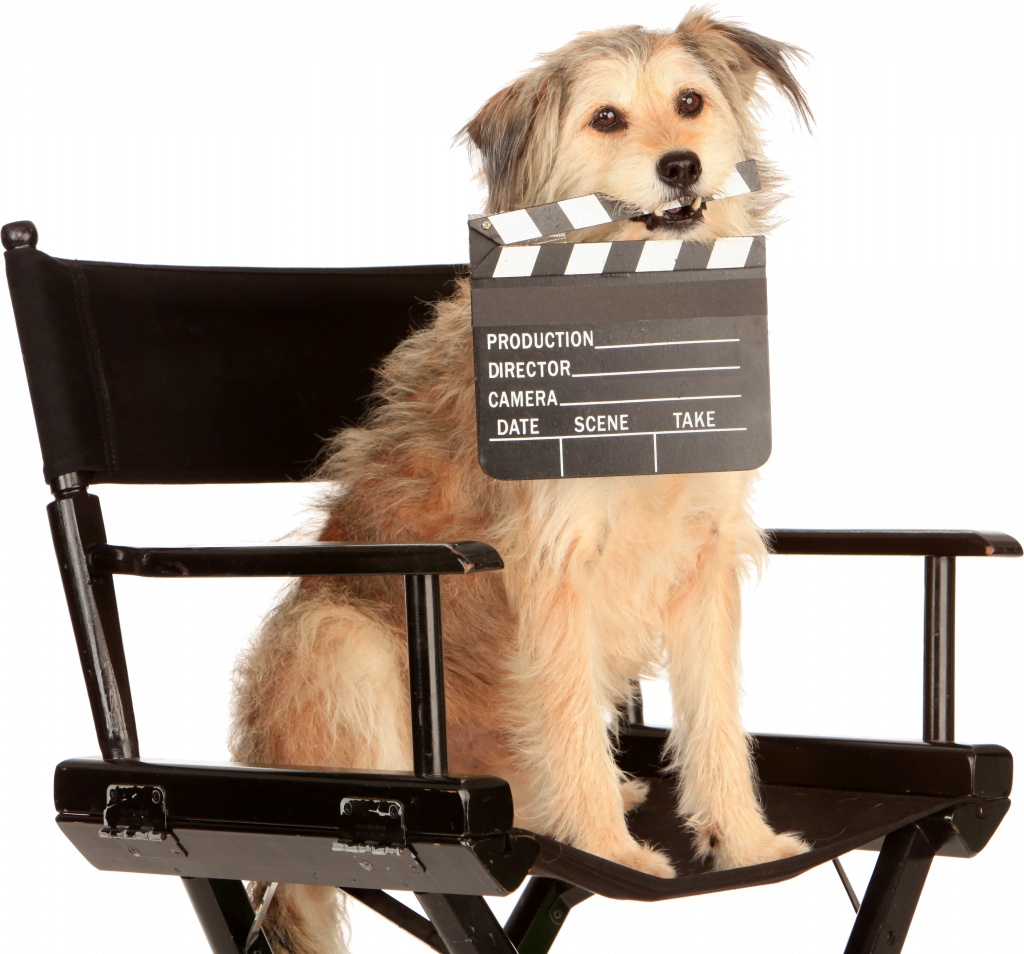 Learn Dog Tricks – Do More With Your Dog!