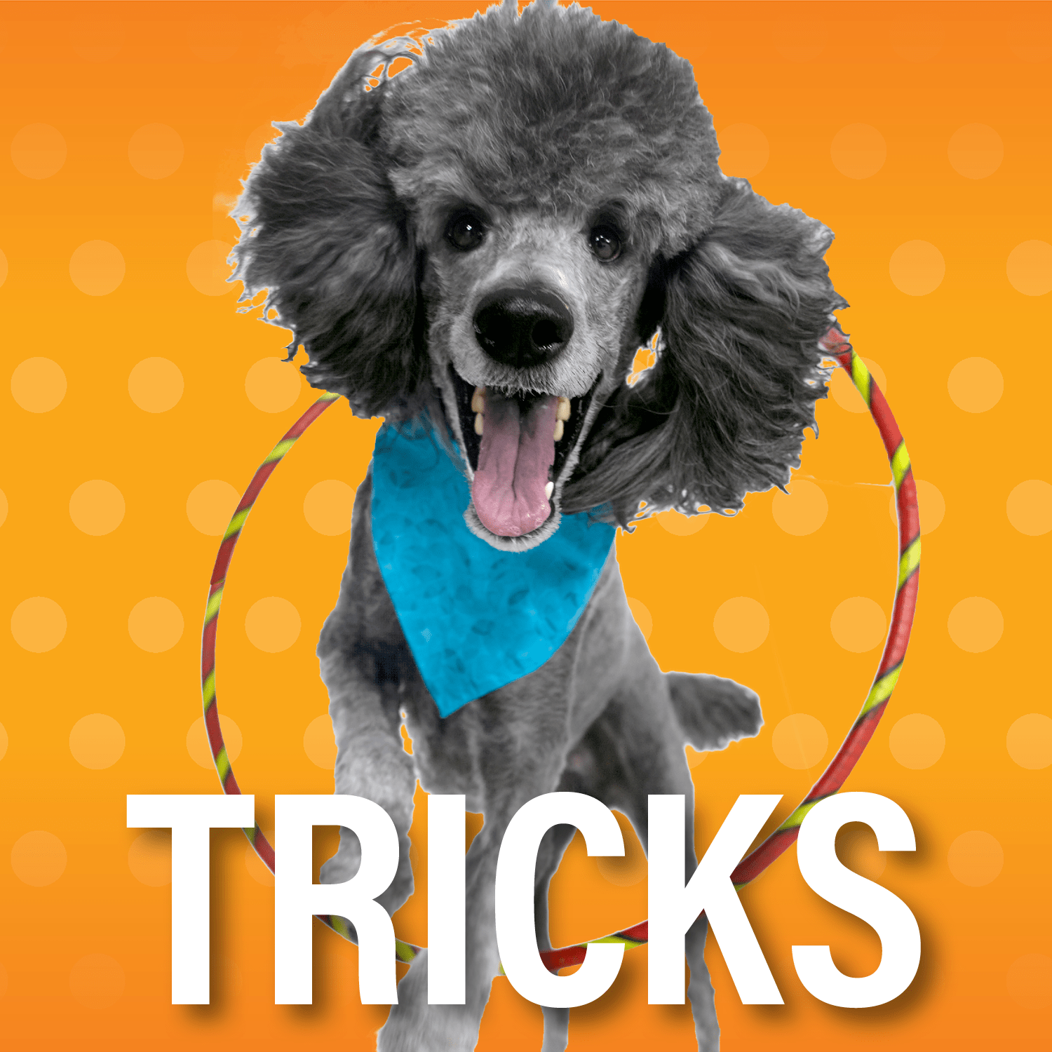 Do More With Your Dog! – [Official] Trick Dog Titling Organization