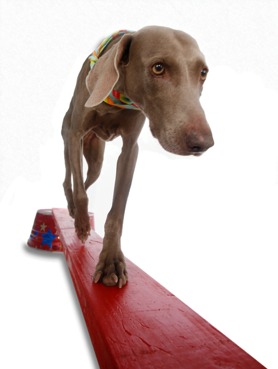 Balance Beam Title (Pentathlon Series) – Do More With Your Dog!