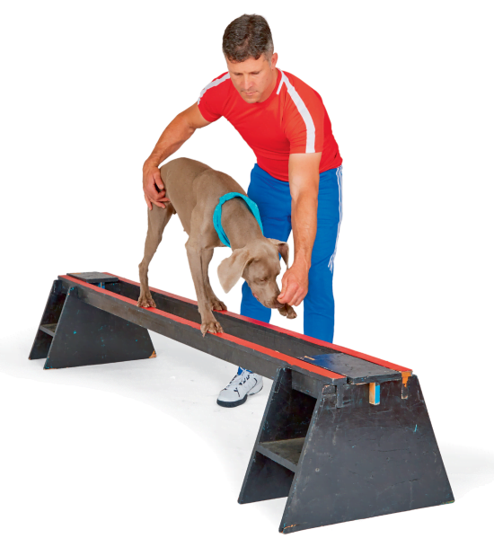 Balance Beam Title (Pentathlon Series) – Do More With Your Dog!