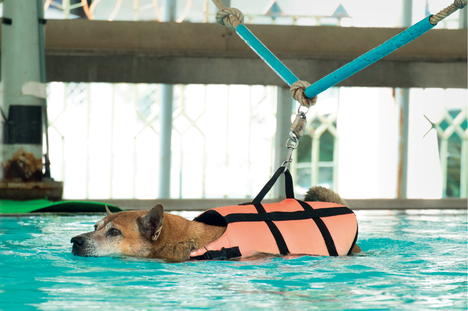 Canine Conditioning Fitness title for fit dogs